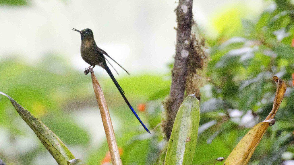 Un impresionante colibrí de cola larga cerca de Quito | Not Your ...