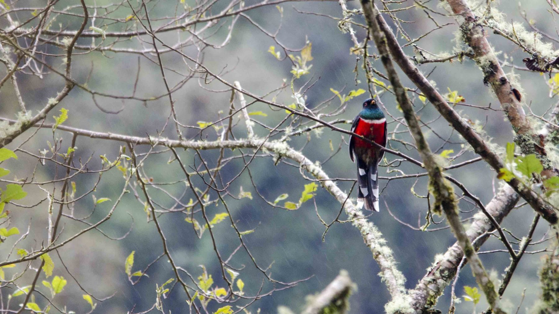 A Day Trip to Guango Lodge | Not Your Average American