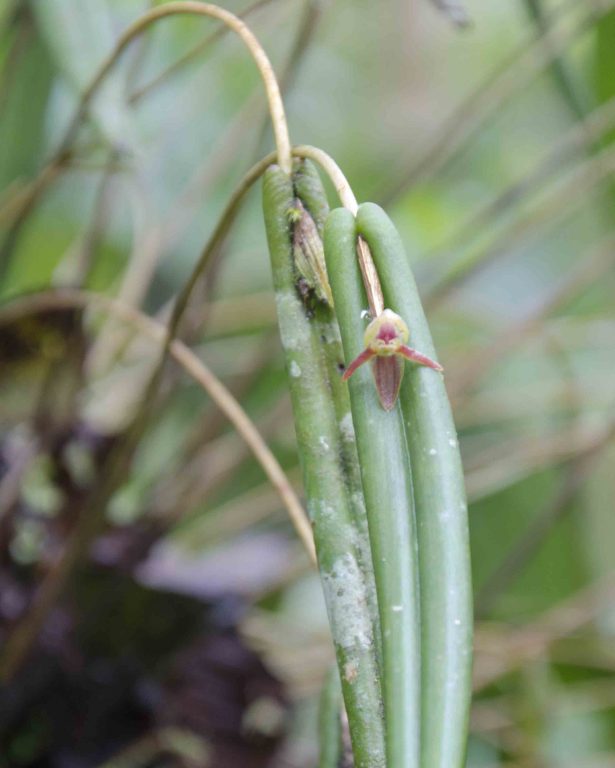 A Day Trip to Guango Lodge | Not Your Average American