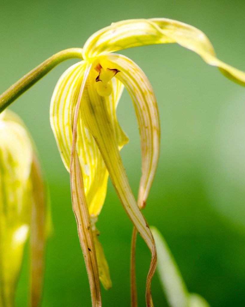 El Pahuma: A Wild Orchid Reserve Near Quito | Not Your Average American