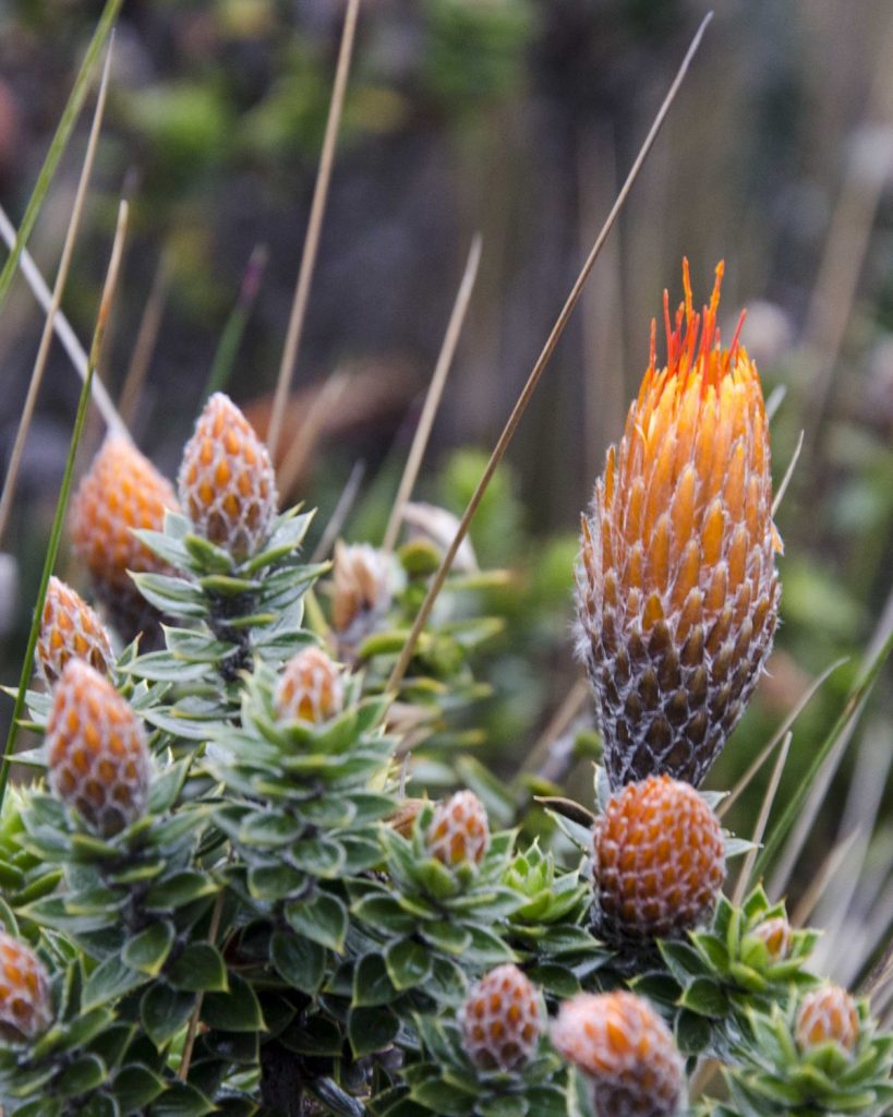The Polylepis Trail, Chimborazo Wildlife Reserve | Not Your Average ...
