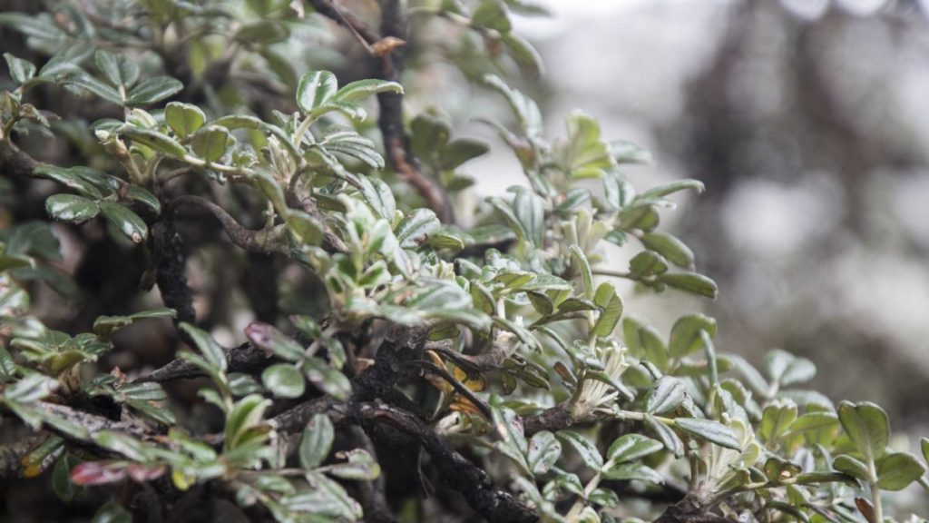 The Ancient Polylepis Forests of Ecuador | Not Your Average American