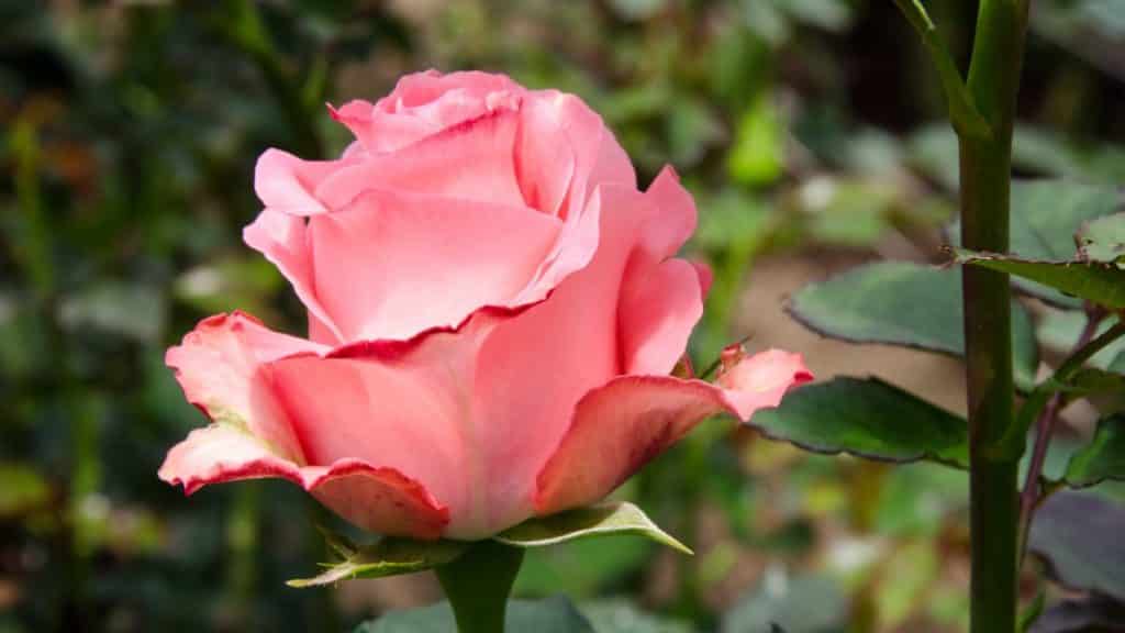 The Gift of High Altitude Ecuadorian Roses | Not Your Average American