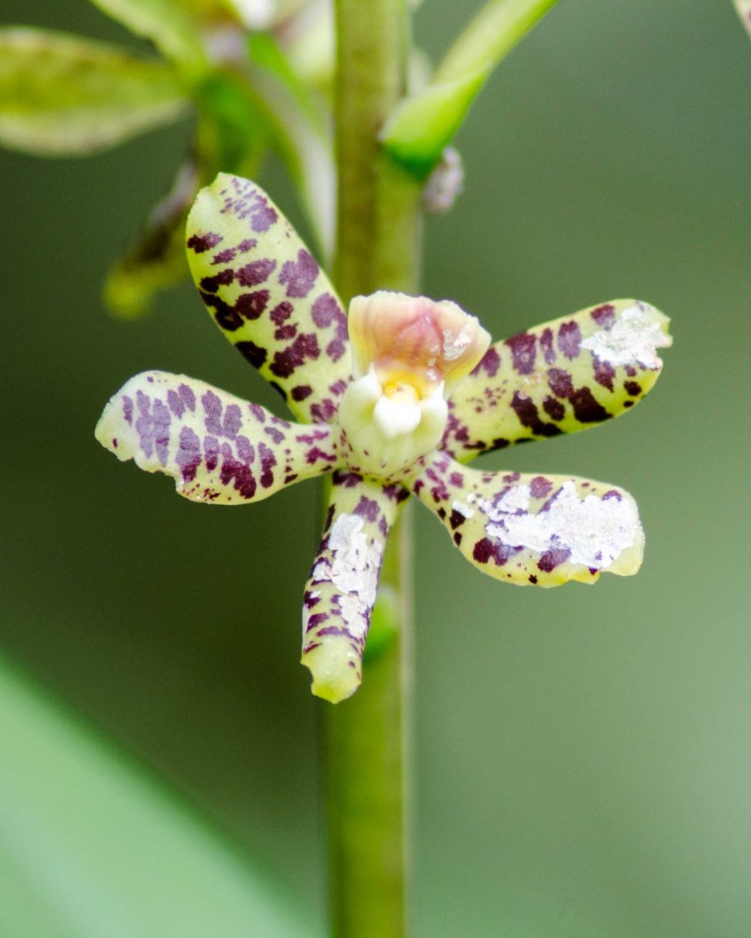 The Best Places to See Orchids in Ecuador | Not Your Average American