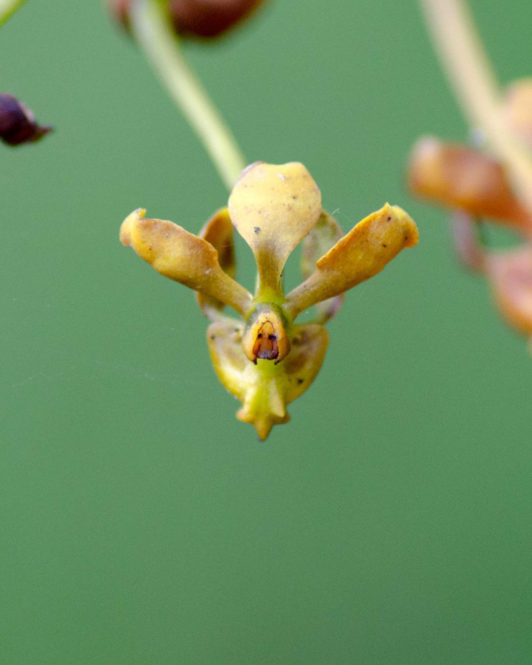 The Best Places to See Orchids in Ecuador | Not Your Average American