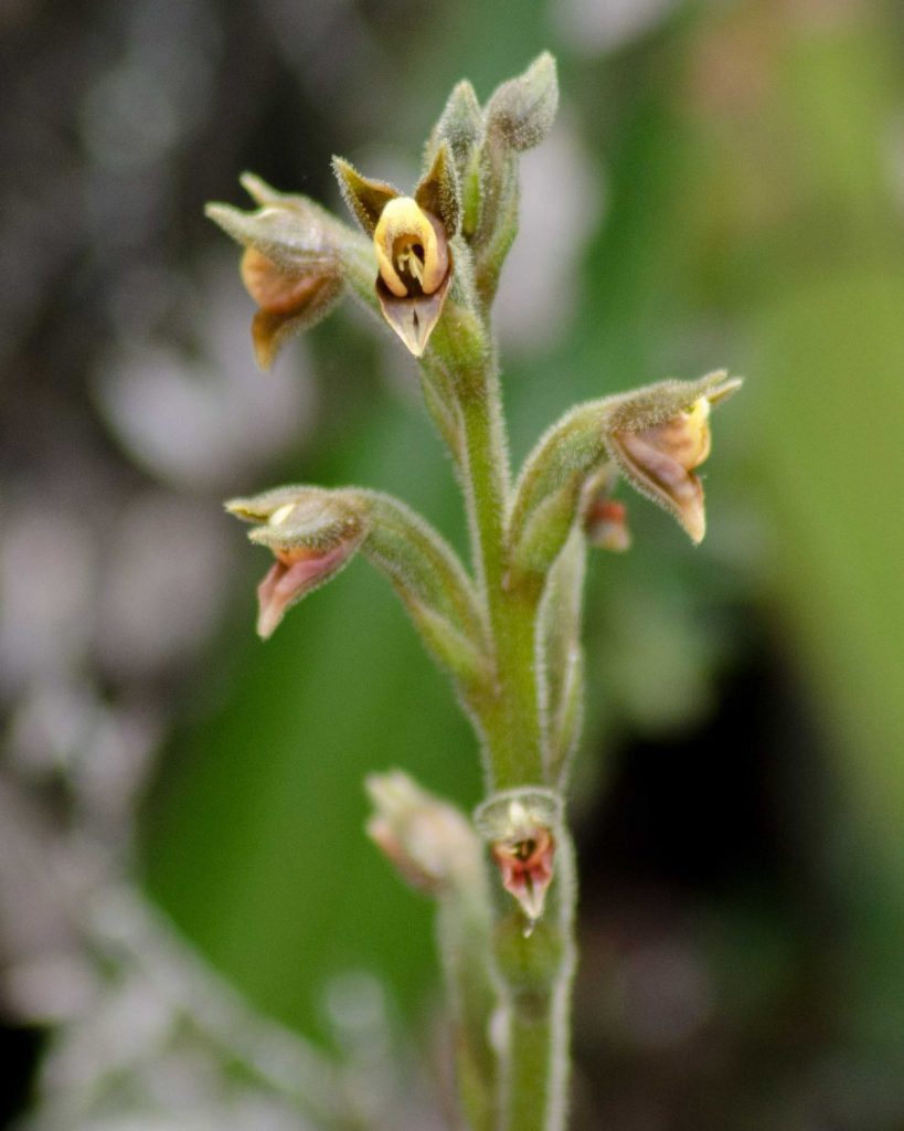 The Best Places to See Orchids in Ecuador | Not Your Average American