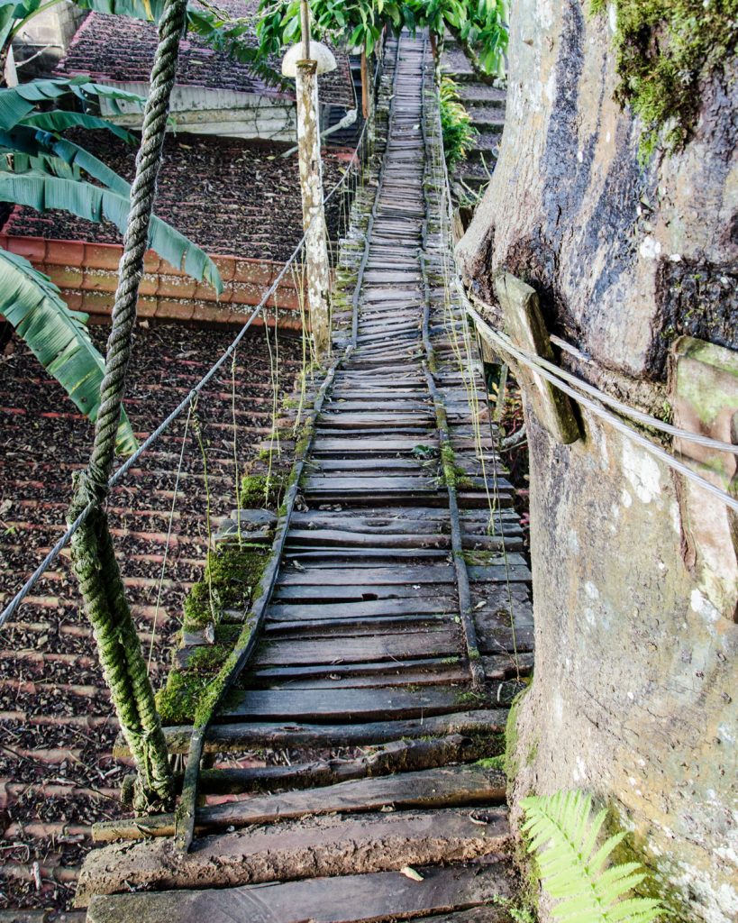 If the Oldest Ceibo Tree in Ecuador Could Tell Tales