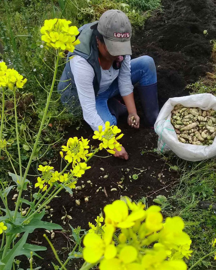 ¿Qué es el Melloco? | Not Your Average American