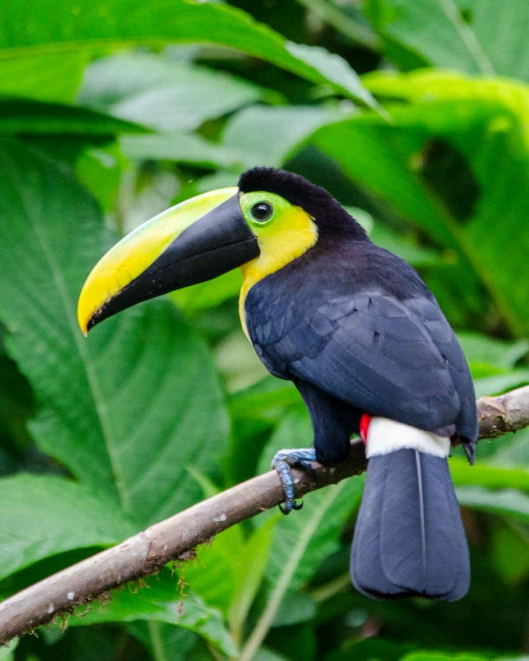 Choco-Andino: A New Biosphere Reserve in Ecuador | Not Your Average ...