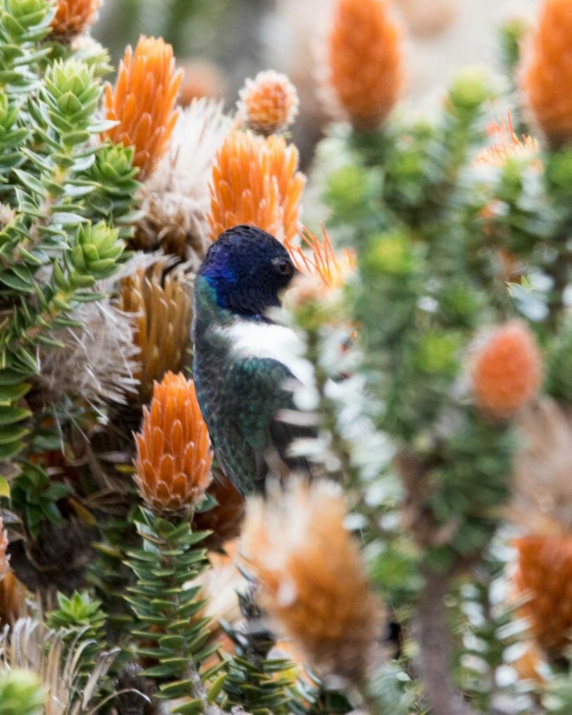The Iconic Star of Chimborazo Hummingbird