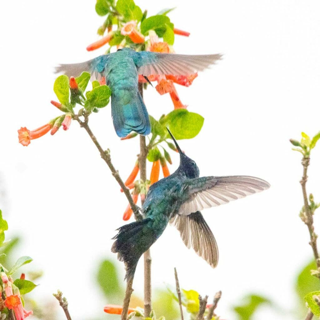 Birdwatching at the Quito Botanical Garden