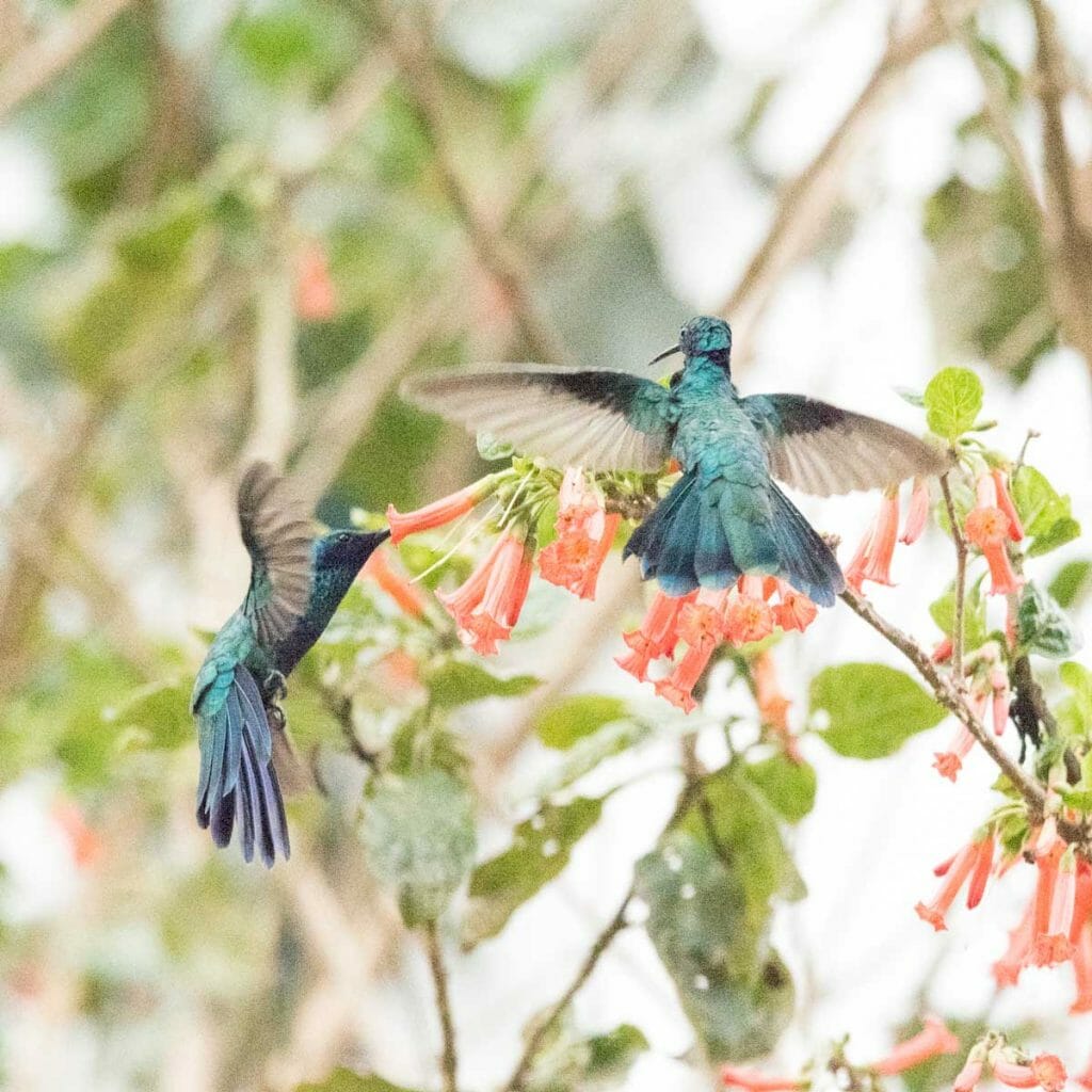 Birdwatching at the Quito Botanical Garden