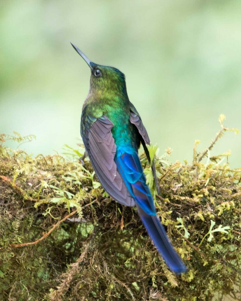 Un impresionante colibrí de cola larga cerca de Quito | Not Your ...