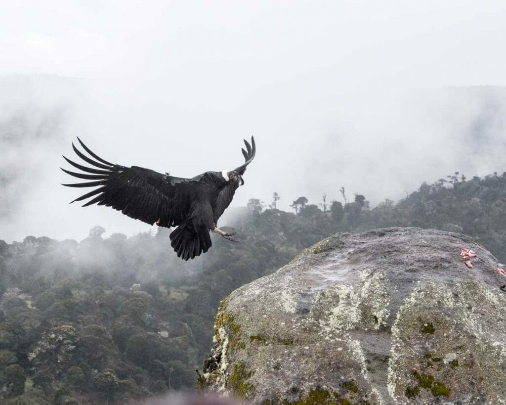 Where to See Andean Condors in Southern Colombia
