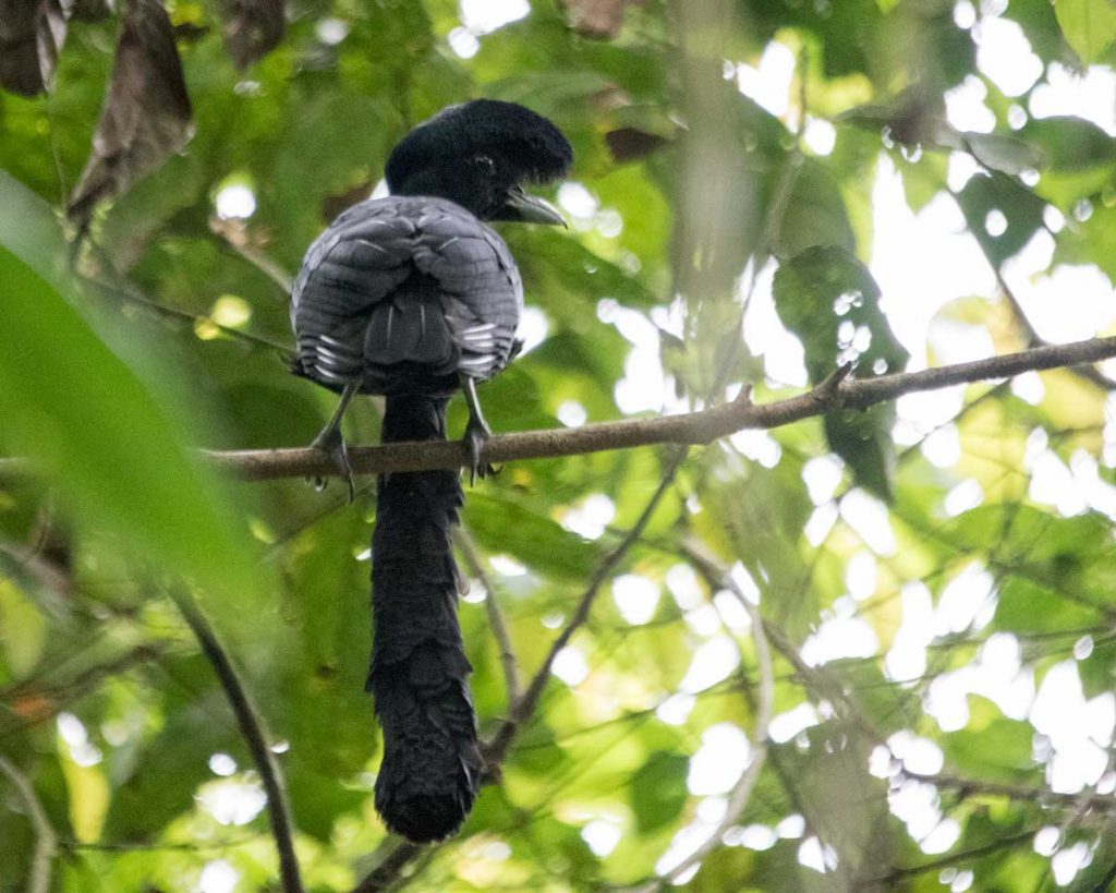 The Bizarre Umbrellabird