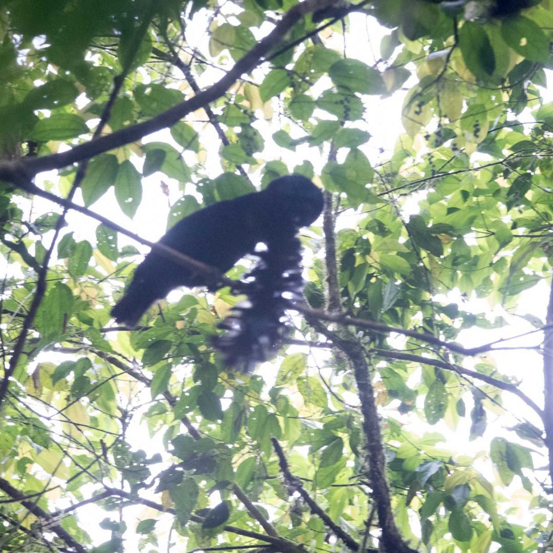 The Bizarre Umbrellabird