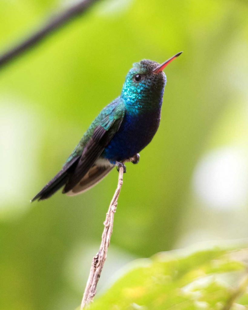 Can You Ace This Hummingbird Quiz? | Not Your Average American