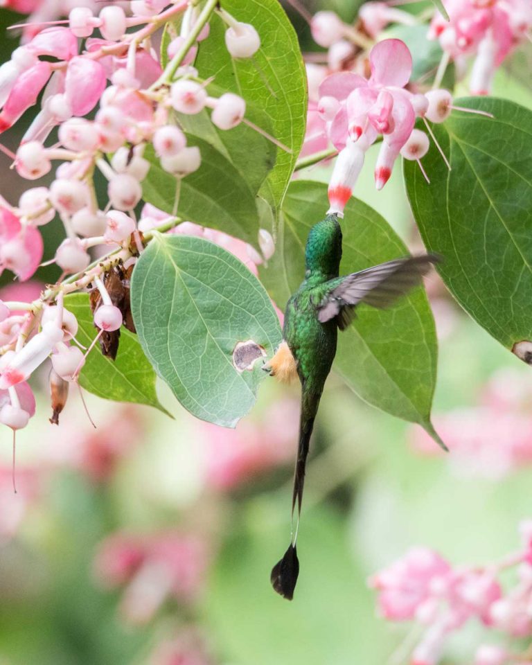 Where to See Hummingbirds in Ecuador