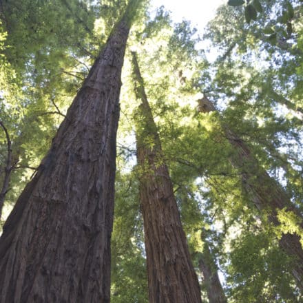 El Chontacuro: el Manjar Exótico de la Palma de La Chonta