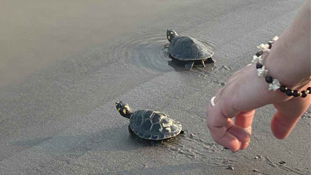 Saving Amazon Turtles in the Cuyabeno, Ecuador