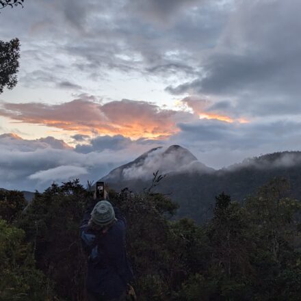 El Chontacuro: el Manjar Exótico de la Palma de La Chonta